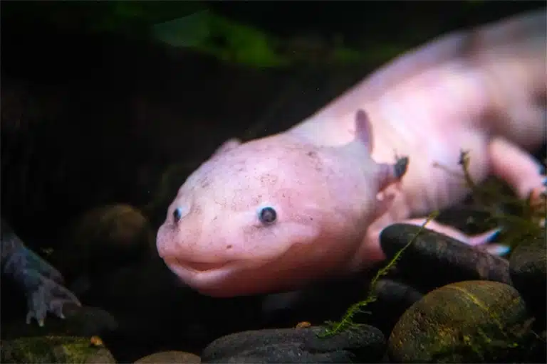 Harlequin Axolotl