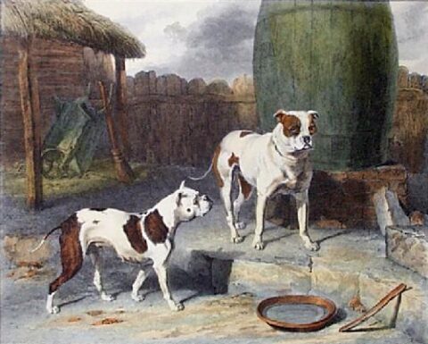 23 Extinct Old Dog Breeds That No Longer Exist Today