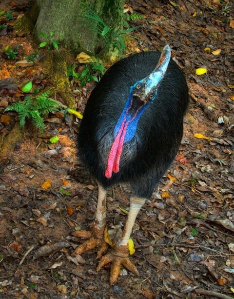 Cassowary Attacks: The World's Most Dangerous Bird