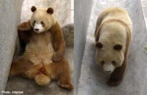 Unusual Animal Color Variations: The Complete Guide (Photos)