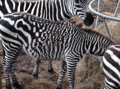 Unusual Animal Color Variations: The Complete Guide (Photos)