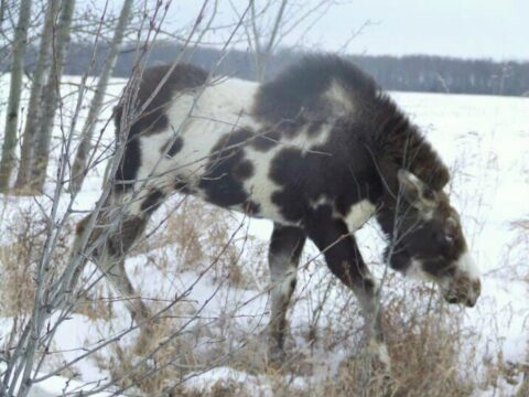 Piebald Animals: Unique Coloration Cause By Genetic Mutation