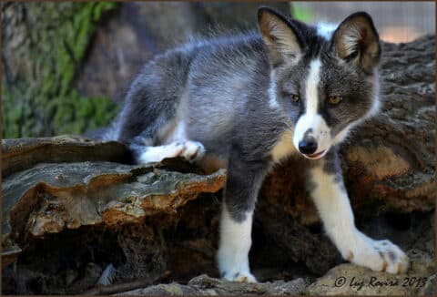 Piebald Animals: Unique Coloration Cause By Genetic Mutation