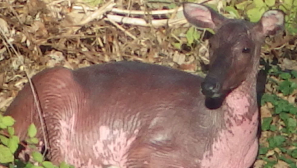 Unusually Hairless Mammals: The Cute, The Funny, The Scary