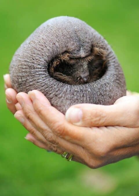 Unusually Hairless Mammals: The Cute, The Funny, The Scary