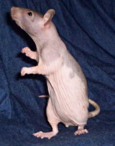 Unusually Hairless Mammals: The Cute, The Funny, The Scary