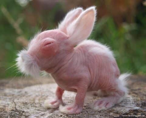 Unusually Hairless Mammals: The Cute, The Funny, The Scary