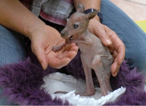 Unusually Hairless Mammals: The Cute, The Funny, The Scary