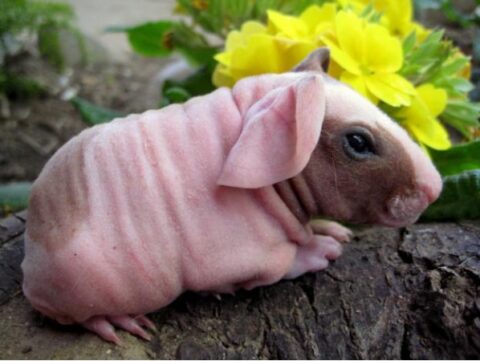 Unusually Hairless Mammals: The Cute, The Funny, The Scary
