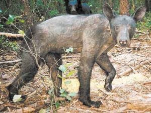 Unusually Hairless Mammals: The Cute, The Funny, The Scary