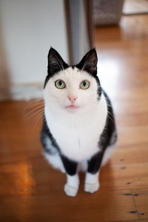 Unusual Cats With The Most Unique Fur Markings
