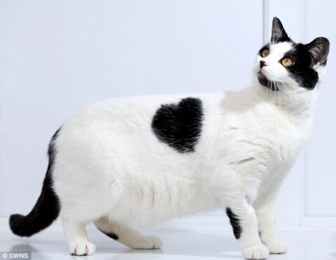 Unusual Cats With The Most Unique Fur Markings
