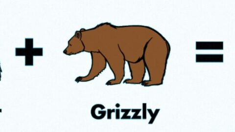 Grolar Bear Or Pizzly: All About Grizzly-Polar Bear Hybrids