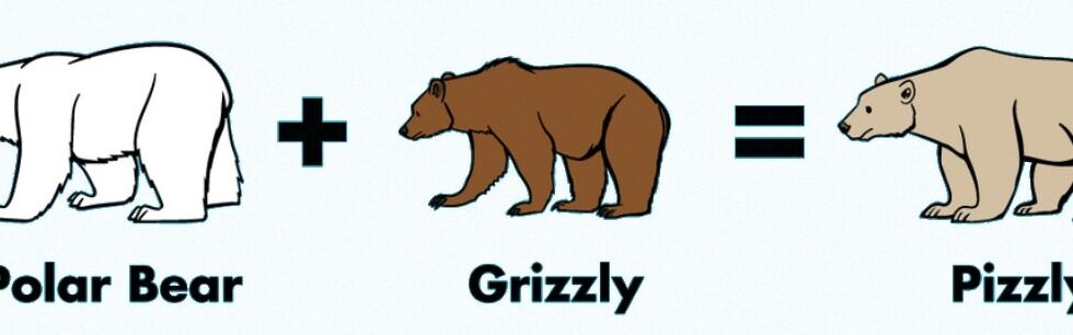 Grolar Bear Or Pizzly: All About Grizzly-Polar Bear Hybrids