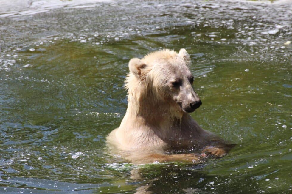 Grolar Bear Or Pizzly: All About Grizzly-Polar Bear Hybrids
