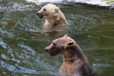 Grolar Bear Or Pizzly: All About Grizzly-Polar Bear Hybrids