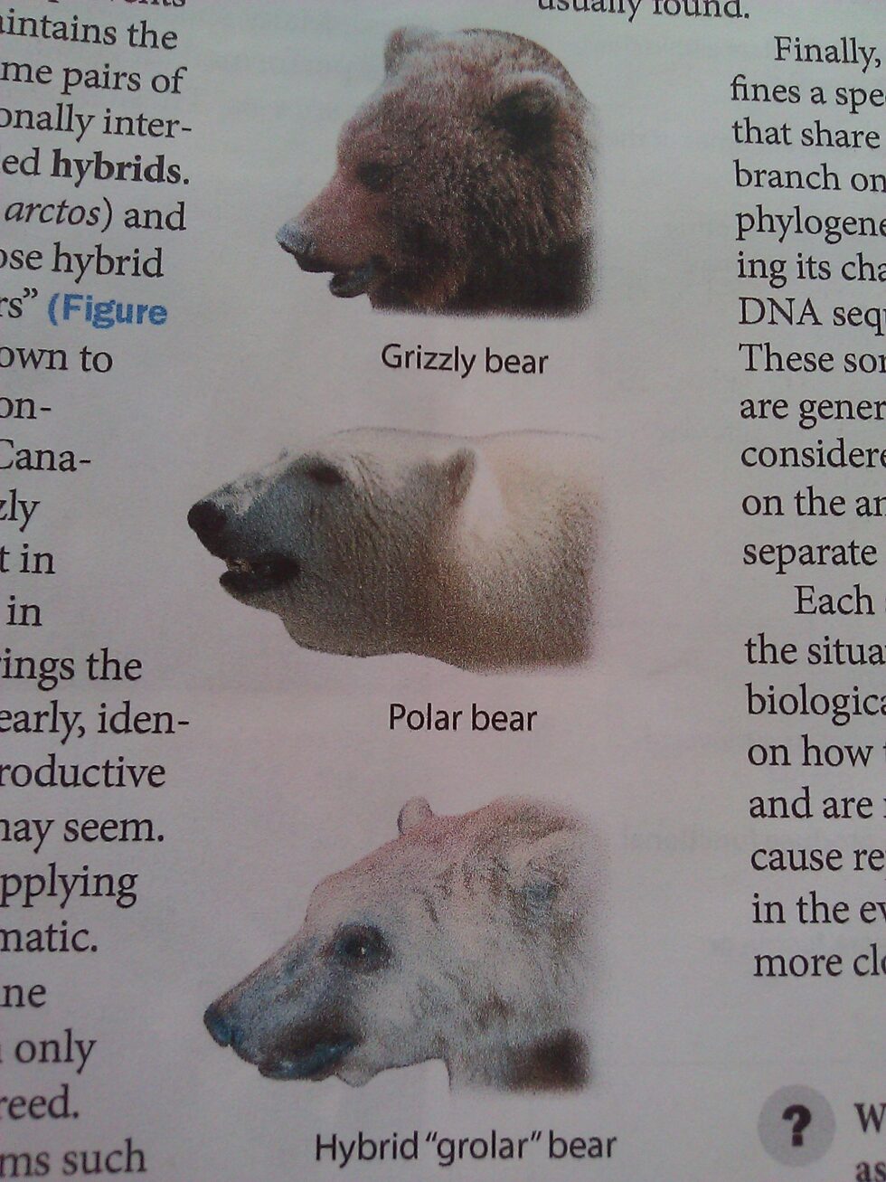 Grolar Bear Or Pizzly: All About Grizzly-Polar Bear Hybrids