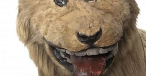 The Lion Of Gripsholm Castle: 18th Century Bad Taxidermy