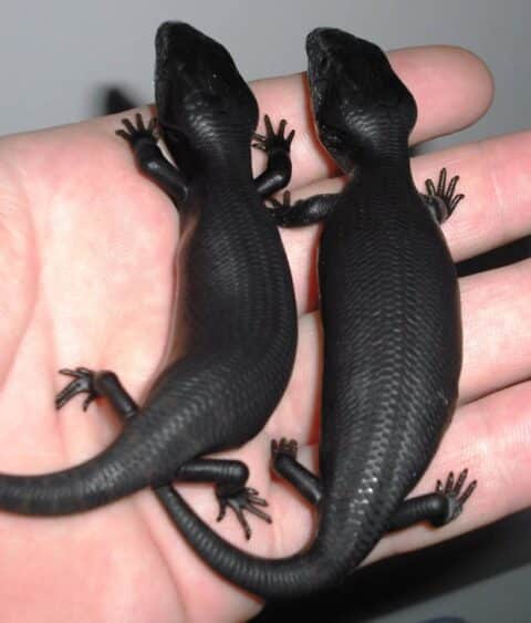 Black Animals With Melanism: Causes, Facts, And Photos