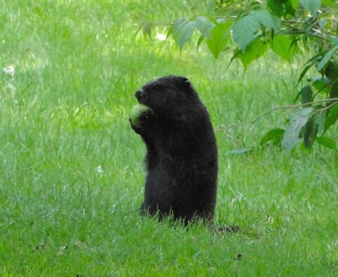 Black Animals With Melanism: Causes, Facts, And Photos