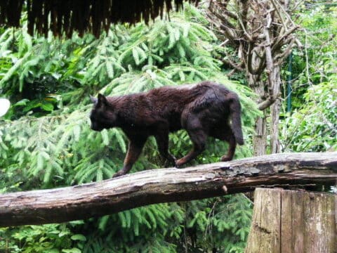 Black Animals With Melanism: Causes, Facts, And Photos