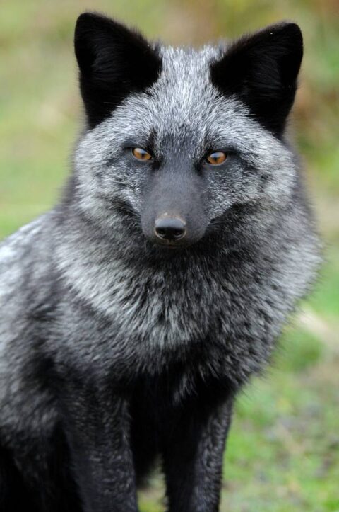 Black Animals With Melanism: Causes, Facts, And Photos
