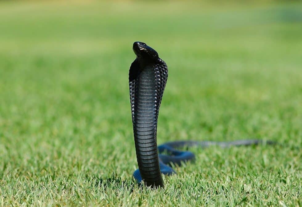 Black Animals With Melanism: Causes, Facts, And Photos