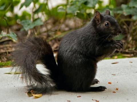 Black Animals With Melanism: Causes, Facts, And Photos