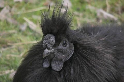 Black Animals With Melanism: Causes, Facts, And Photos