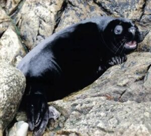 Black Animals With Melanism: Causes, Facts, And Photos