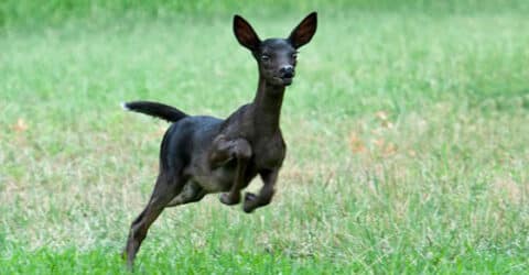 Black Animals With Melanism: Causes, Facts, And Photos