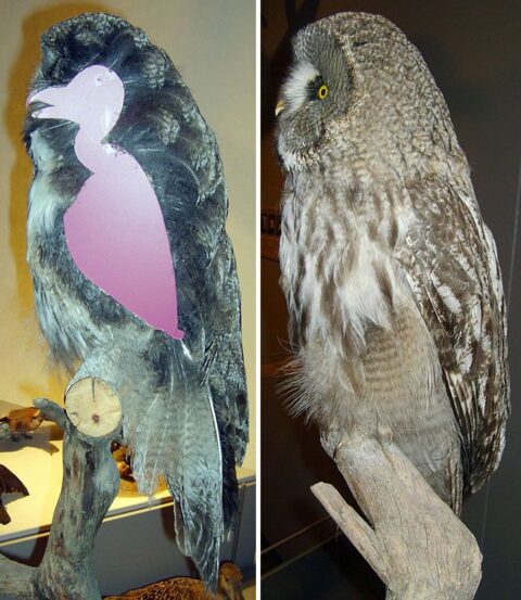 Owls Without Feathers: The Surprising Anatomy Of A Naked Owl