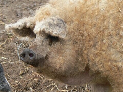 Curly Haired Pigs Do Exist: Everything About The Mangalitsa