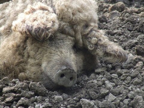 Curly Haired Pigs Do Exist: Everything About The Mangalitsa