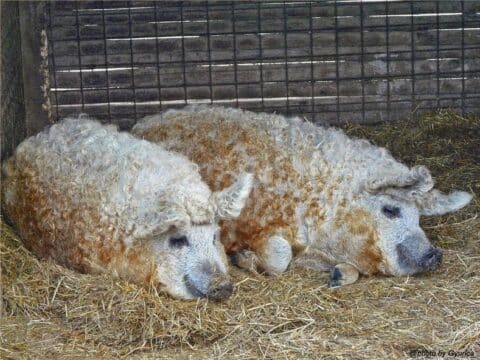 Curly Haired Pigs Do Exist: Everything About The Mangalitsa