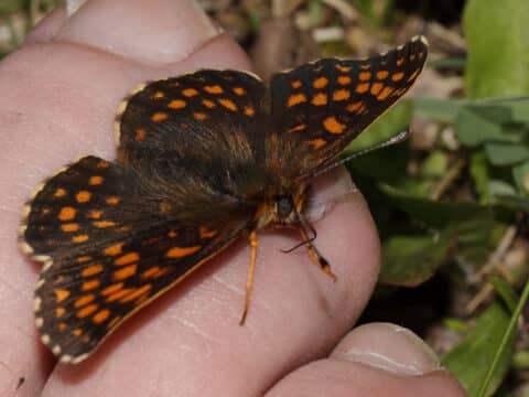 Do Butterflies Bite And Drink Blood: The Disturbing Truth