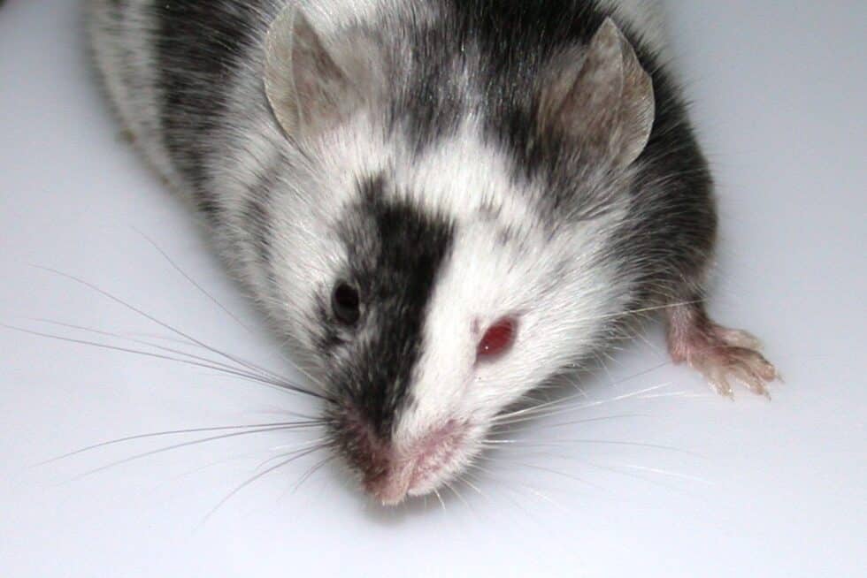 Chimera Animals: When An Animal Is Its Own Twin (Examples)