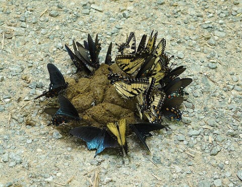 Do Butterflies Bite And Drink Blood: The Disturbing Truth