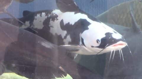 Piebald Animals: Unique Coloration Cause By Genetic Mutation