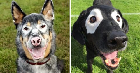 Vitiligo in Animals: When Animals Suddenly Lose Their Colors